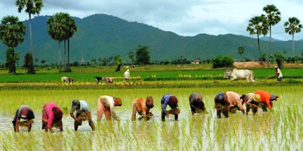 देशभर २७ प्रतिशत धान रोपाइँ