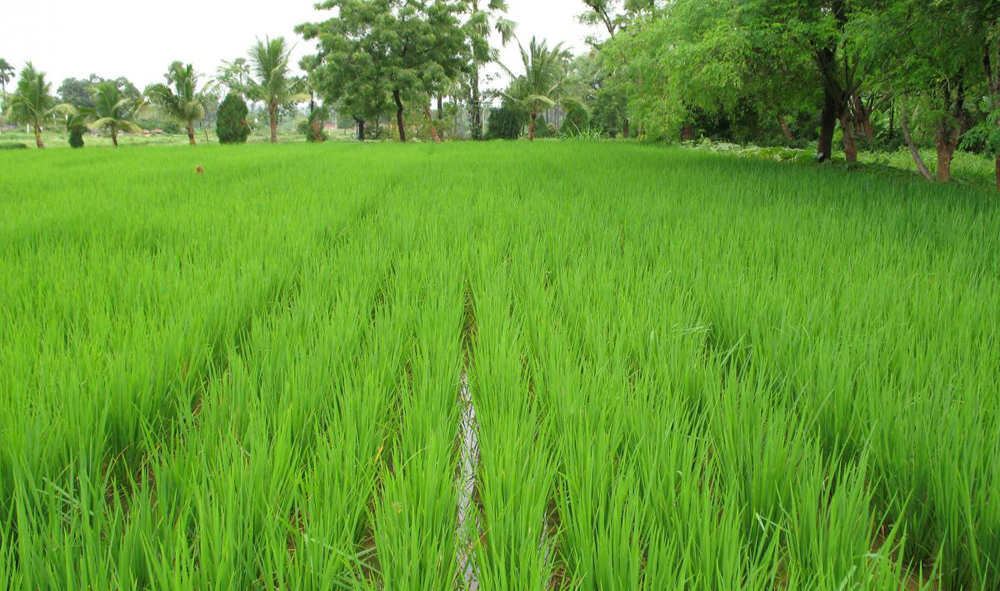 पञ्चाननब्बे प्रतिशत धान रोपाइँ