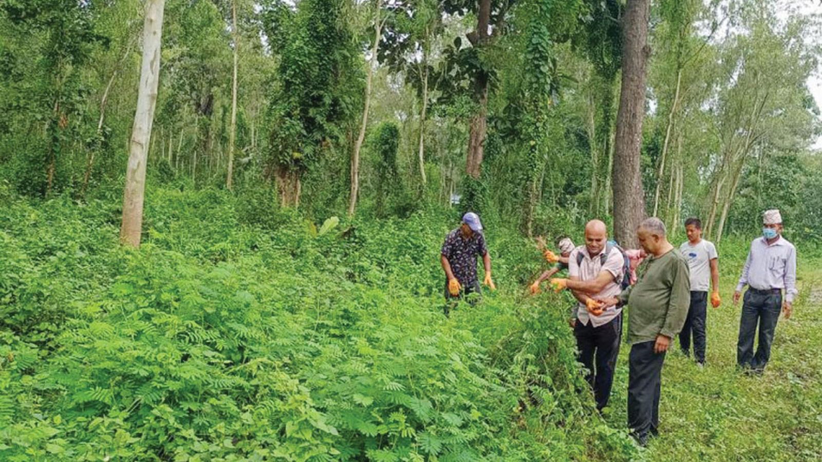 झापामा फैलिँदै विषालु ‘उल्टा काँडा’ झार